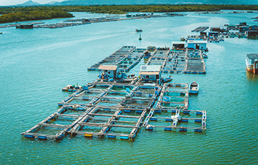 Two provinces in Vietnam eye joint project to produce pangasius ...