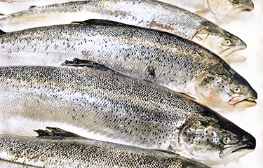 Big drop recorded in weekly Norwegian salmon prices | SeafoodSource