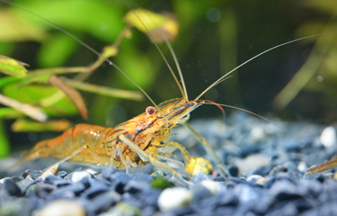 ASC updates shrimp standard to include freshwater species | SeafoodSource