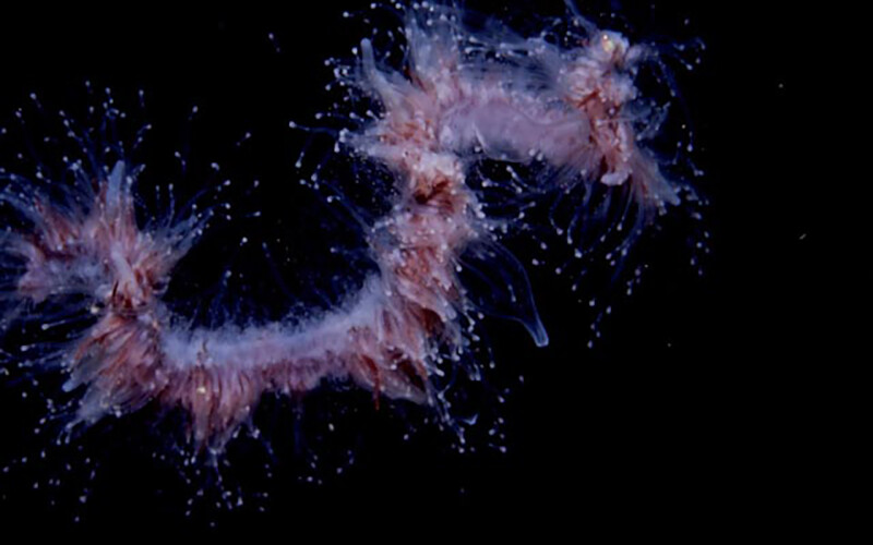 Aquaculture | SeafoodSource