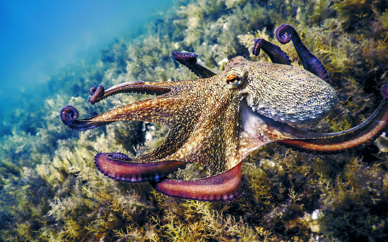 Aquaculture | SeafoodSource