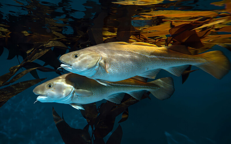 Environment & Sustainability | SeafoodSource