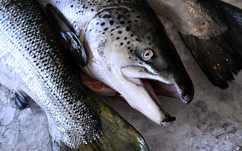 Aquaculture | SeafoodSource