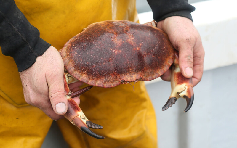 News | SeafoodSource