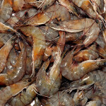 Atarraya's Shrimpbox a plug-and-play shrimp-farming solution ...