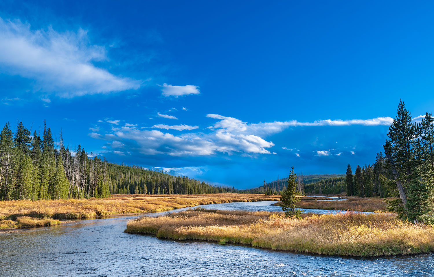 Tribes, US states resume salmon litigation after Trump administration ...