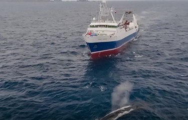 Krill trawlers spotted fishing near whale pods in Antarctica ...