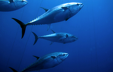 More bluefin quota for Norway in 2023 | SeafoodSource
