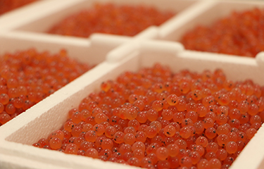 Genetic breakthrough to boost farmed salmon health | SeafoodSource