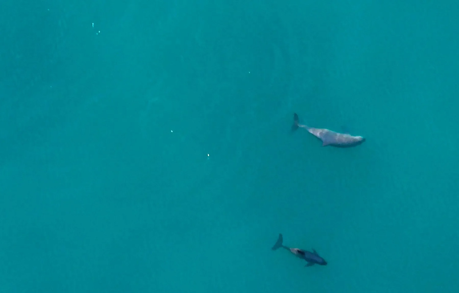 Latest survey shows slight increase in critically endangered vaquita ...