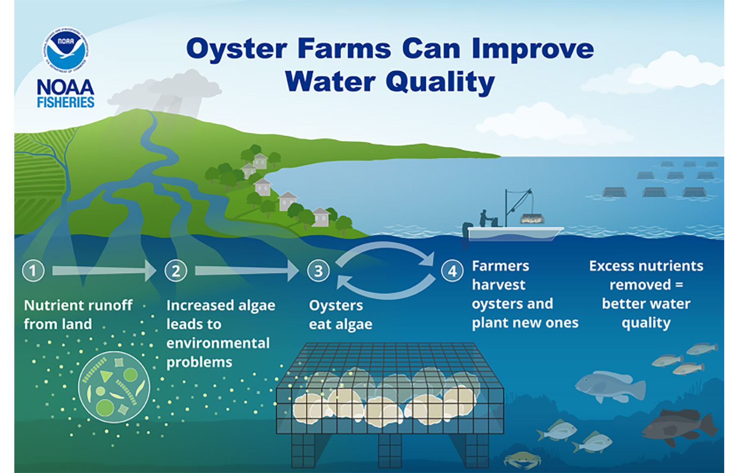 New NOAA calculator helps oyster growers quantify their environmental ...