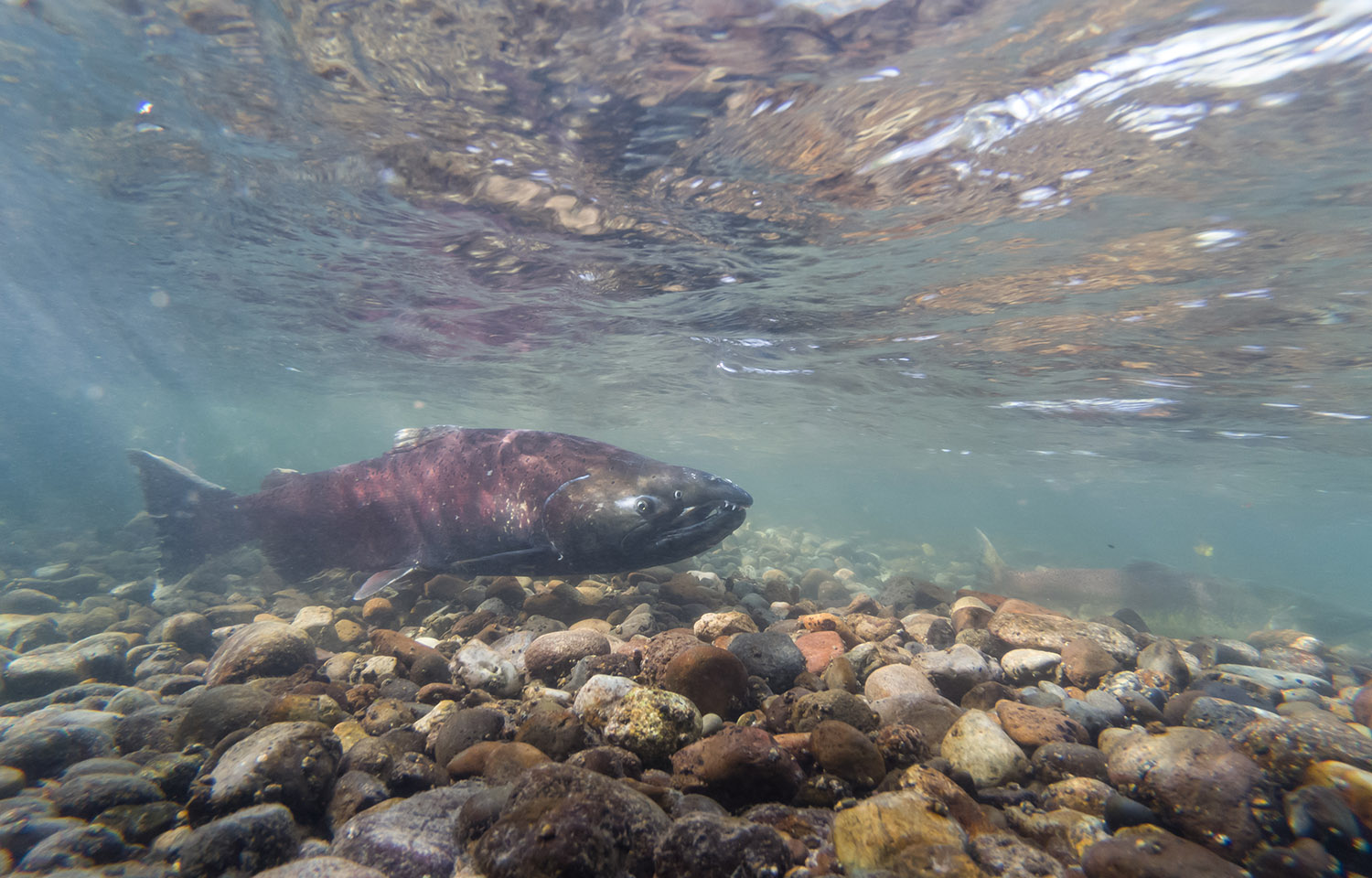 US government awards USD 9 million for Pacific salmon recovery research ...