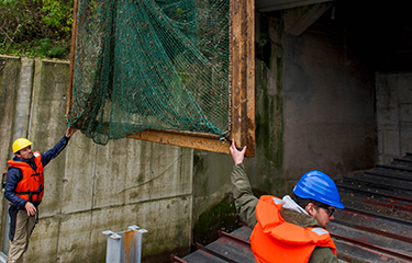 Hydroelectric power plants taking bigger toll on fish than expected ...