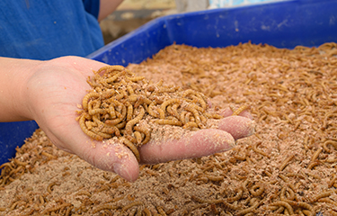 South Korean mealworm producer targeting sharp hike in production by ...