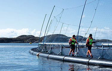 Signify and ScaleAQ form partnership to provide aquaculture lighting ...