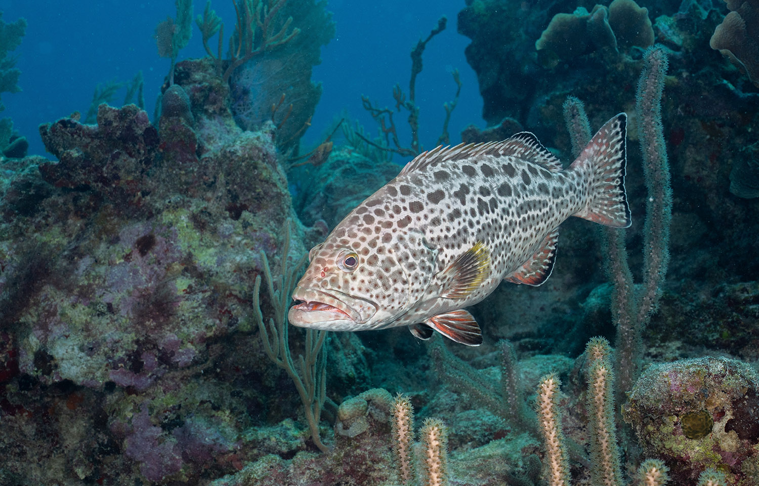 Gulf Council recommends slashing deep-water grouper quota 50 percent ...