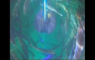 Maker of sea lice zapper doubles turnover, looks to Chile for growth ...