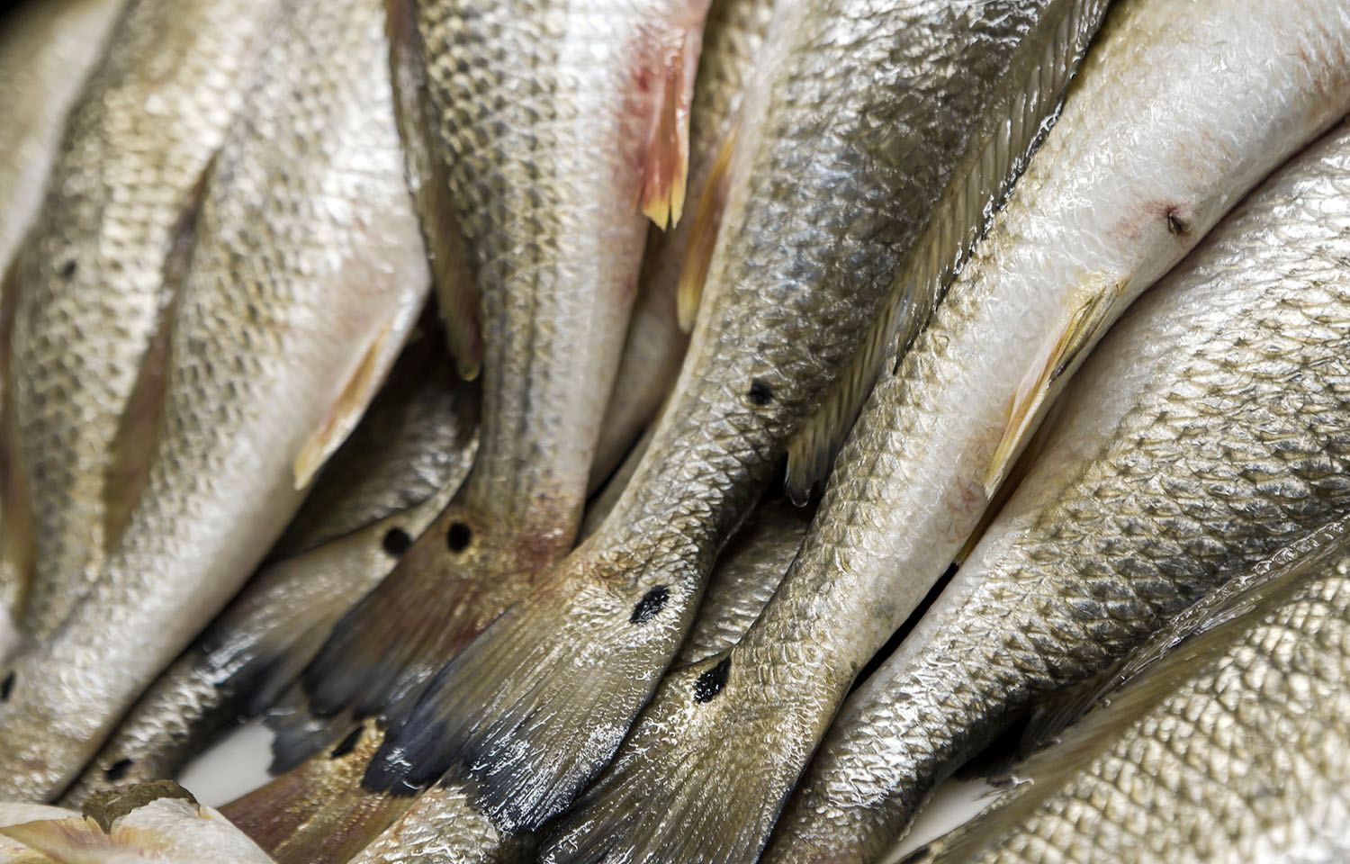 Conservation groups ask US regulators to revoke Ocean Era's offshore ...