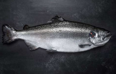 Chilean firm launches world’s first king salmon RAS farm | SeafoodSource