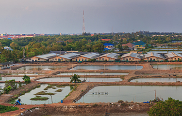 Rabobank: Shrimp industry flailing as global demand softens | SeafoodSource