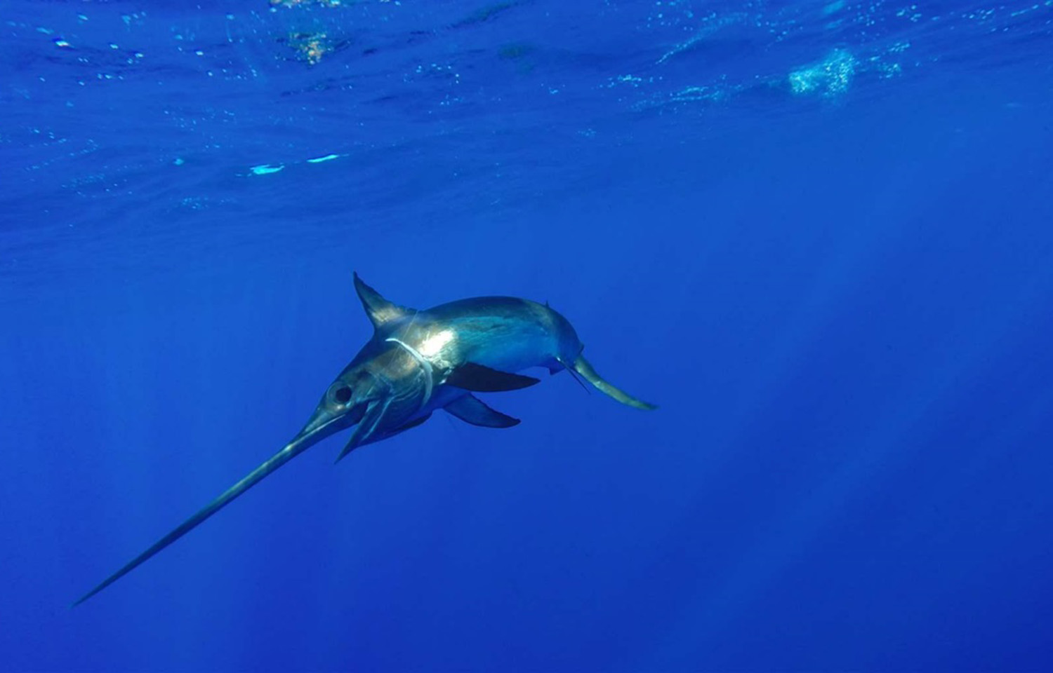 Pew pushing ICCAT to adopt harvest strategy for North Atlantic ...