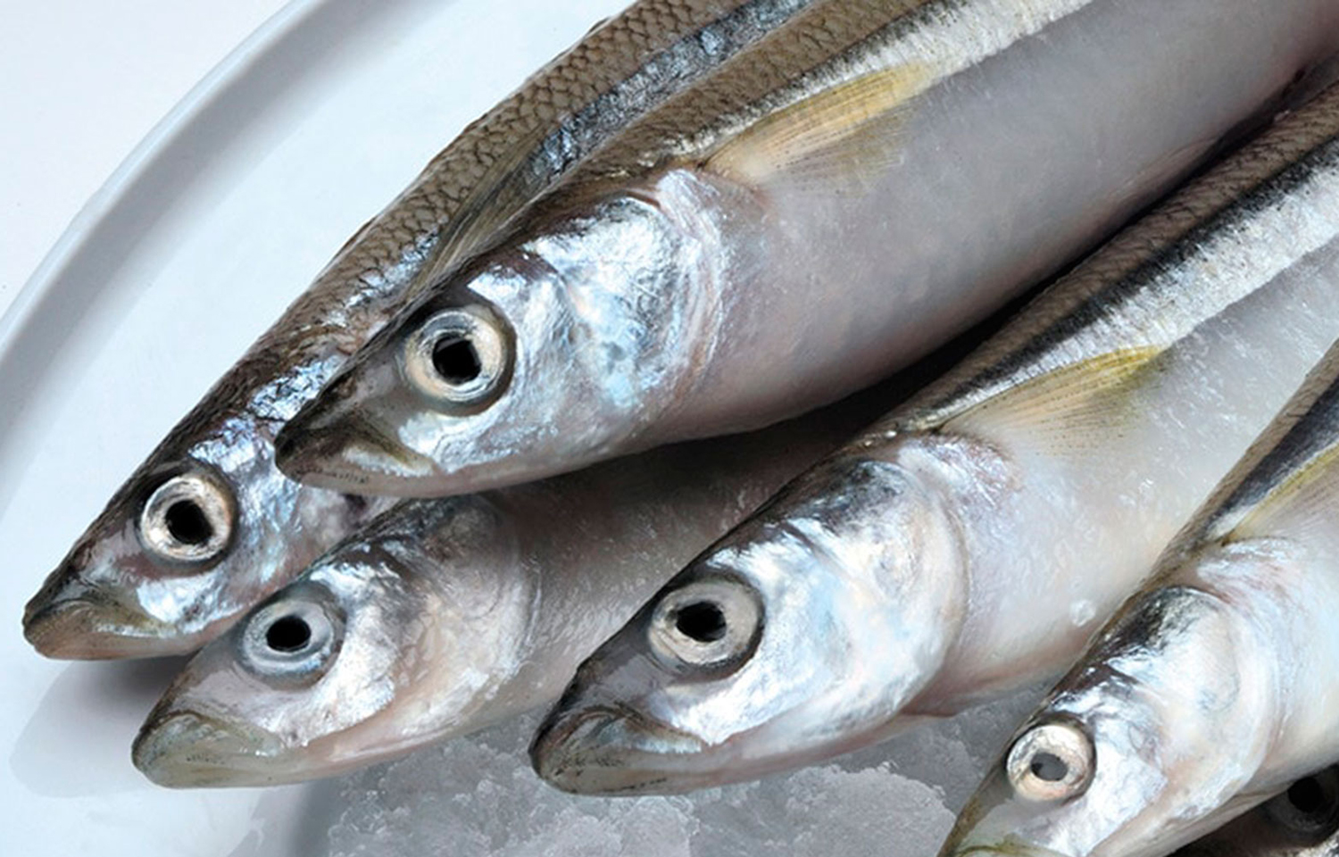 Peru announces “reactivation” of anchovy fishing in the south as first ...