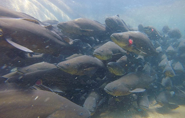 Environmentalists accuse Mexican health drink startup of illegally ...