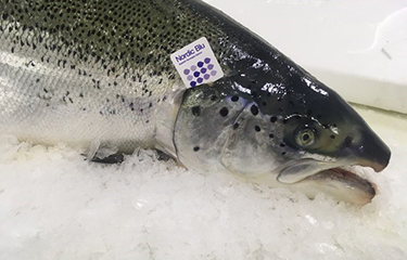 Eataly takes on Nordic Blu as official farmed salmon | SeafoodSource