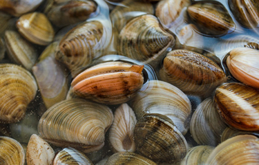 Surf clams adapting to climate change, study finds | SeafoodSource