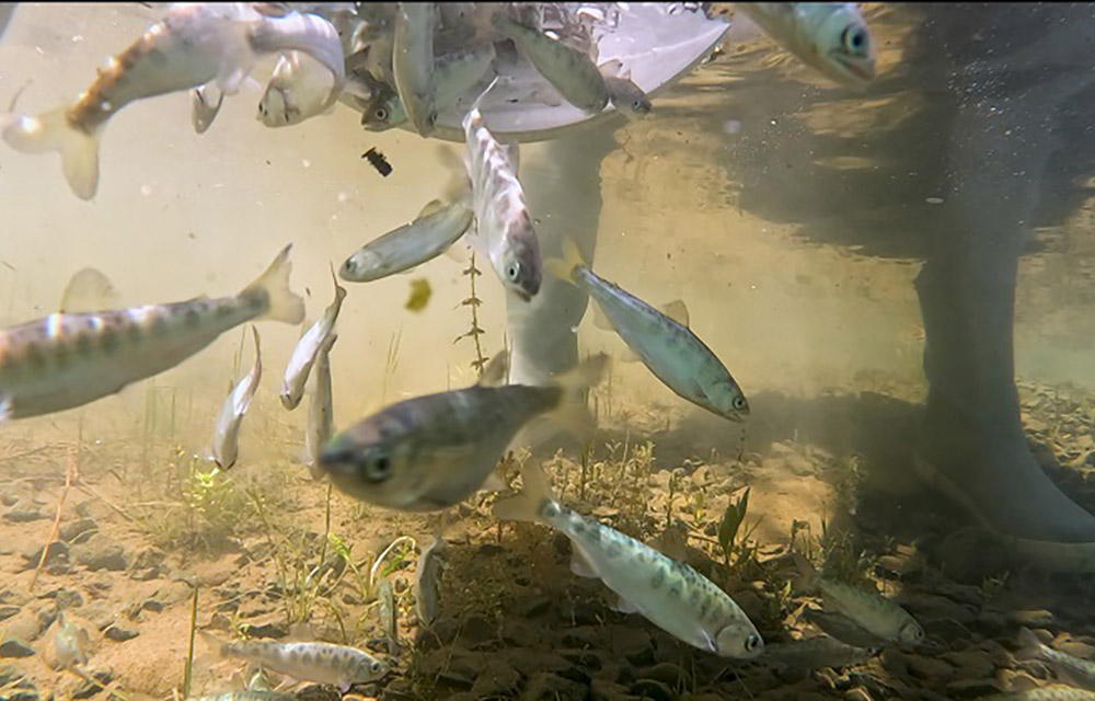 California reintroducing salmon by planting 350,000 spring-run Chinook ...