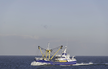 Electric-pulse fishing continues in Europe despite ban, Bloom says ...