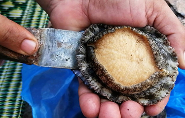 Oman Aquaculture Company to complete abalone project in 2021 ...