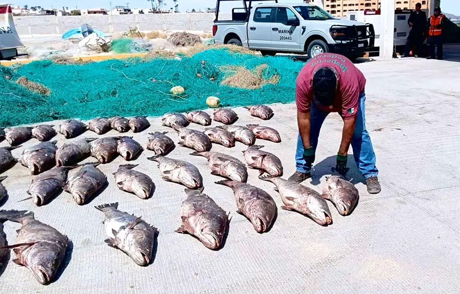 University study suggests legal totoaba farming could help save ...