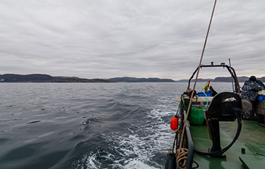 Latest Barents Sea cod, haddock advice points to increased catches in ...