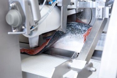 Unbeatable Yield with Salmon Filleting Machine BAADER 581 Pro ...